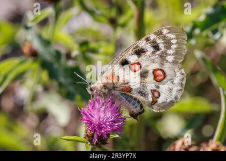 Parnassius apollo viningensis, known as the Apollo, also Mountain ...