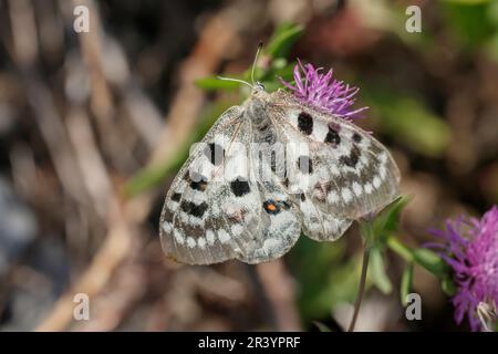 Parnassius apollo viningensis, known as the Apollo, also Mountain ...