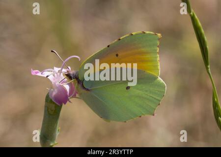 Gonepteryx cleopatra, male butterfly, known as Cleopatra and Cleopatra ...
