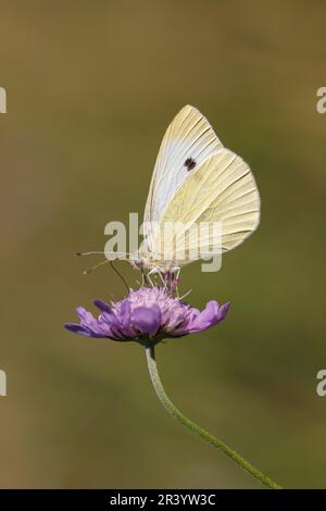 Pieris brassicae, known as Large white, Cabbage butterfly, Cabbage ...