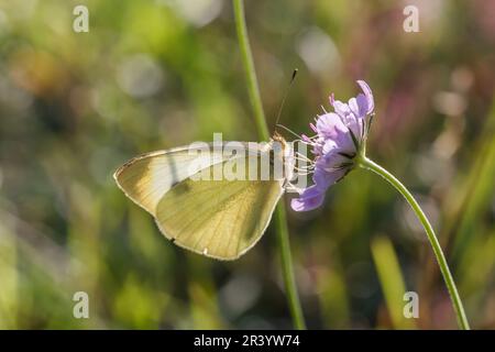 Pieris brassicae, known as Large white, Cabbage butterfly, Cabbage ...