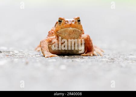 Bufo bufo, known as Common toad, European toad, endangered species from ...