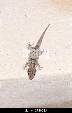 Tarentola mauritanica, known as the common wall gecko, closeup of the ...