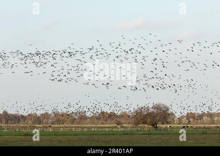 Peewit, Vanellus vanellus, to Northern Lapwing, birds, horizontal ...