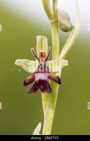 Ophrys insectifera, known as Fly orchid, Insect-bearing ophrys Stock ...