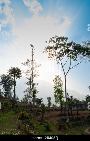 Sun set behind trees and Himalayan mountains in the background with ...