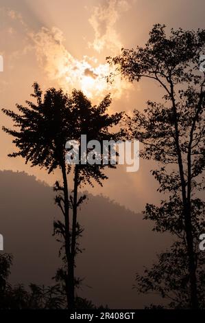 Sun set behind trees and Himalayan mountains in the background with ...