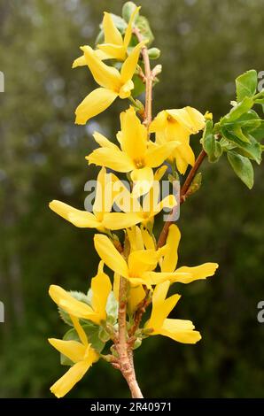 Yellow flowers of Forsythia shrub or bush and blue sky. Sunny spring ...