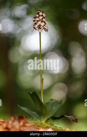 Macro photo of backlit flowers, also known as southern catalpa (Catalpa ...