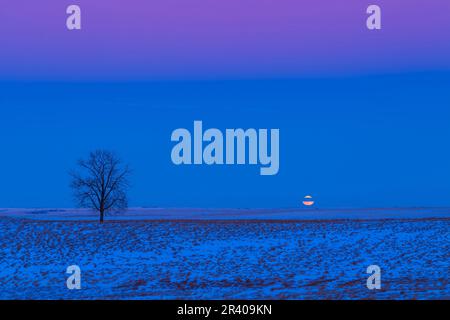 The rising nearly full moon above a snowy prairie scene with a lone ...