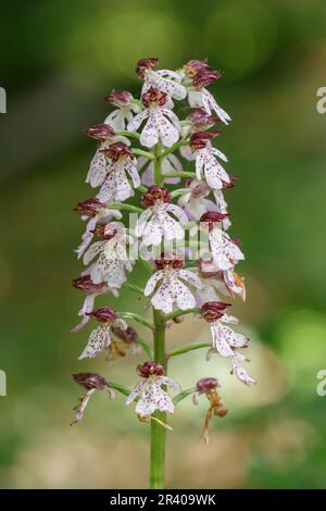 Macro photo of backlit flowers, also known as southern catalpa (Catalpa ...