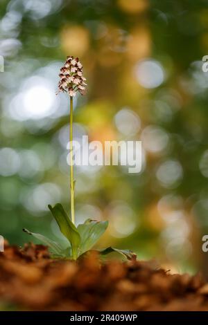 Macro photo of backlit flowers, also known as southern catalpa (Catalpa ...