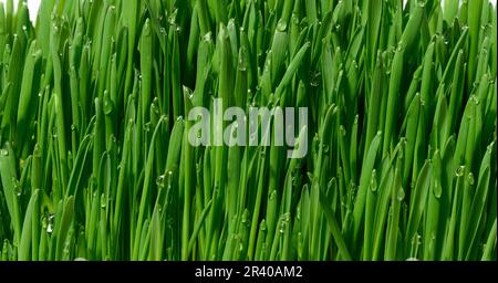 Green wheat sprouts with water drops, macro Stock Photo - Alamy