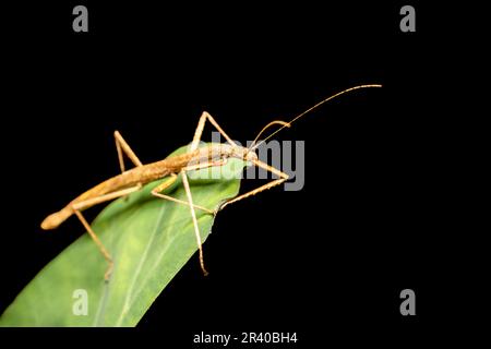 Pink Winged Stick Insect (Sipyloidea sipylus), eggs Stock Photo - Alamy