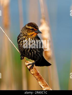 Red-Winged Blackbird female close-up, flying with open wings with blur ...