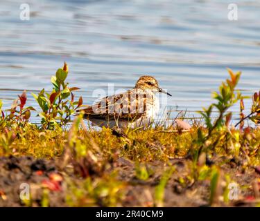 Common Sandpiper close-up front view foraging for food in a marsh ...