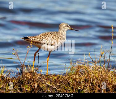 Common Sandpiper close-up side view in its marsh environment and ...