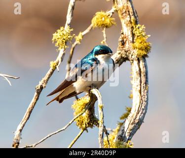 Beautiful tree swallow close up portrait on the tree alone Stock Photo ...