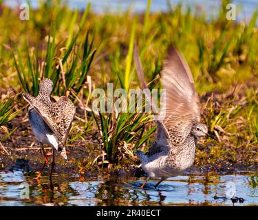 Common Sandpiper close-up front view with feathers fluffed up mode in ...