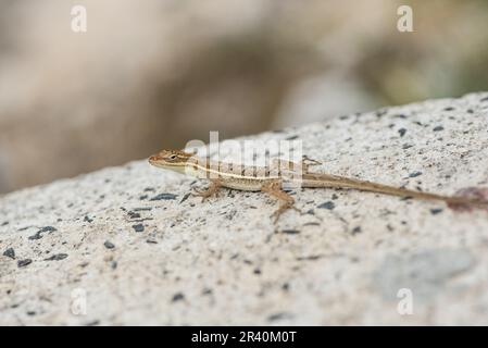 A resting Anolis sp. (lizard) on a wall in Panama Stock Photo - Alamy