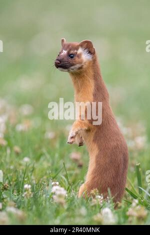Long-tailed weasel standing in field Stock Photo - Alamy