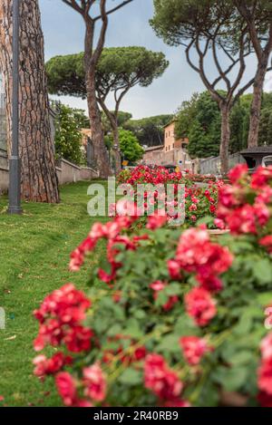 Rome, Italy Rose Garden In Full Bloom with Red and Pink flowers Stock ...