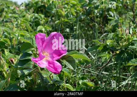 Rosa rugosa, wild invasive seaside rose Stock Photo - Alamy