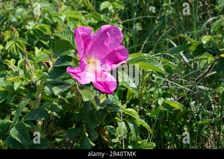 Rosa rugosa, wild invasive seaside rose Stock Photo - Alamy