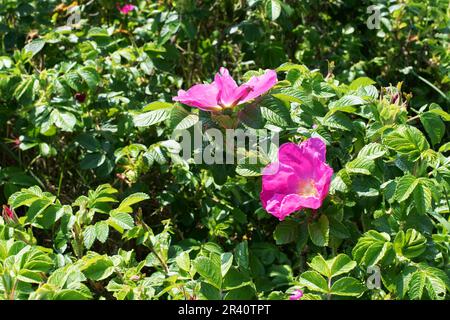 Rosa rugosa, wild invasive seaside rose Stock Photo - Alamy