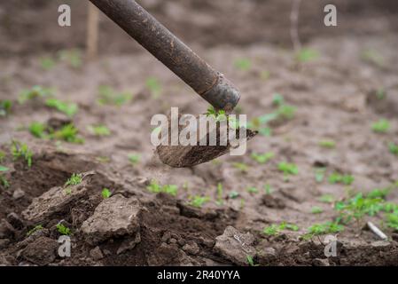 sustainable organic agriculture;hoeing soil , men tilling the orchard ...