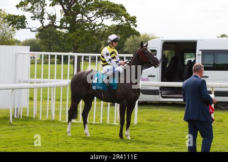 Jockey Connor Beasley on Commanche Falls at York Races Stock Photo - Alamy