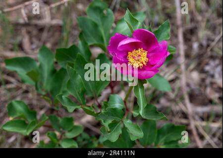 Wild peony flower (Paeonia coriacea) in a forest in Granada, Spain ...