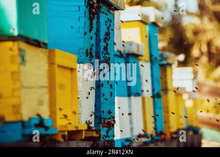 Close up photo of bees hovering around the hive carrying pollen Stock ...