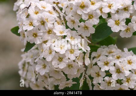 Spring blooming shrub many white flowers - Spirea vanhouttei (Spiraea ...