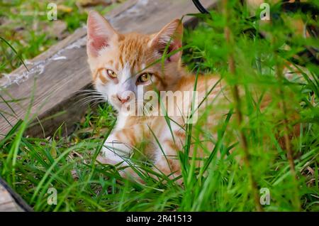 An orange and white feral kitten is pictured, May 22, 2023, in Coden ...