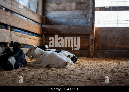 Weaned Holstein dairy calves laying a pen on sawdust and straw Stock ...