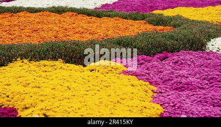 Artistic display of mums at an Ohio mum festival in autumn Stock Photo ...