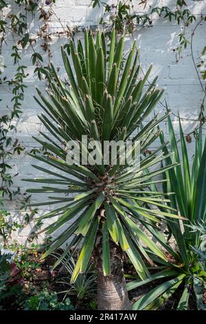 Green sharp leaves of evergreen Yucca plant with curly fibers. Texture ...
