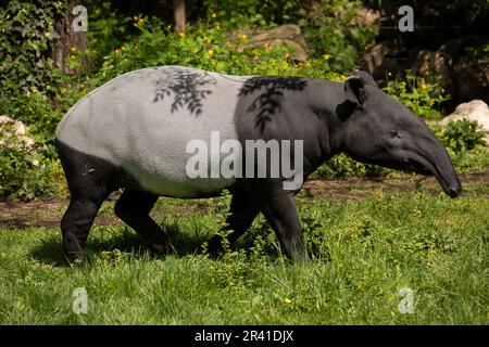 Malayan tapir, Tapirus indicus, Tapiridae, Ménagerie (Zoológico) del ...