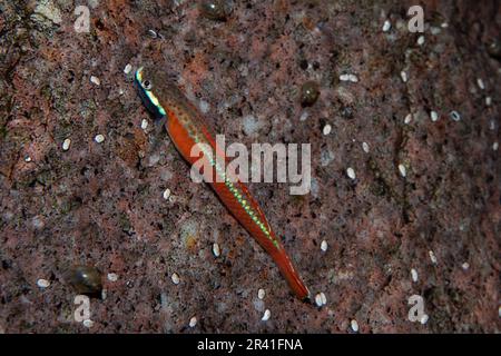 Annie's Dwarf Goby, Stiphodon annieae, Gobidae Stock Photo - Alamy