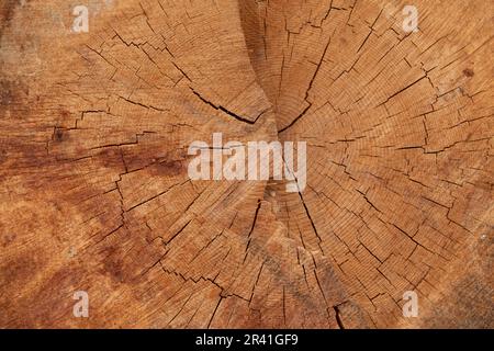 A view from inside a felled tree. a tree stump pattern. Texture of wood Stock Photo - Alamy