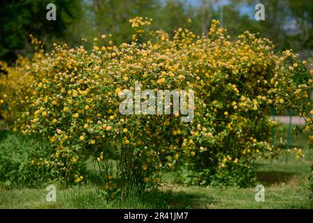 Large bush of Kerria japonica with yellow flowers in the garden on a ...