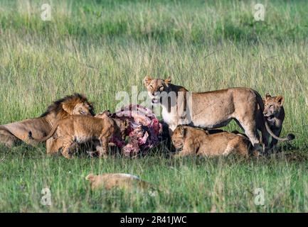 Lions, Panthera leo, feeding on a wildebeest carcass at night. Okavango Delta, Botswana Stock ...