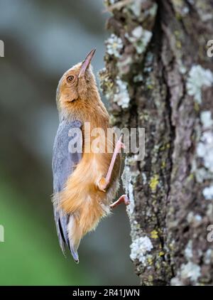 Red-faced Crombec (Sylvietta whytii jacksoni) hanging upside down from ...