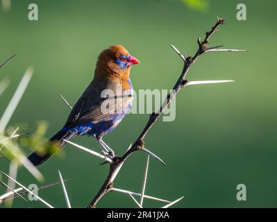 purple grenadier, Granatina ianthinogaster Stock Photo - Alamy