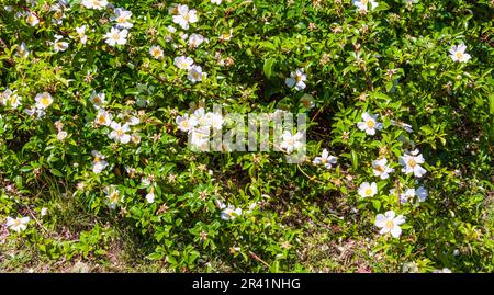 Cherokee Rose, Rosa laevigata, blooming in spring at the Antique Rose ...