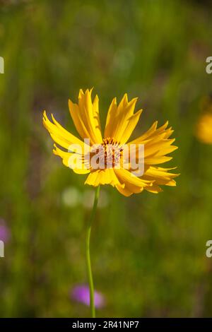 Tall Coreopsis or tall yellow wild daisy, sometimes called tickseed ...