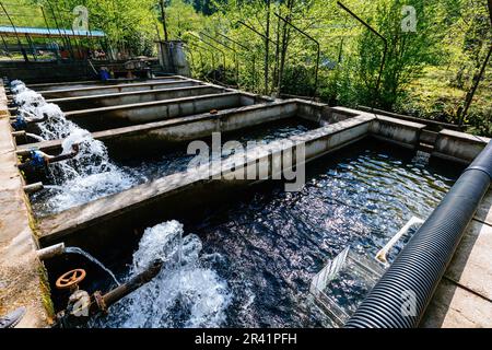 Breeding of trout in pools in fish farm Stock Photo - Alamy