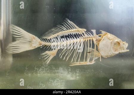 Paleontology. Fish bones. Museum exhibit. Skeleton of ancient fish ...