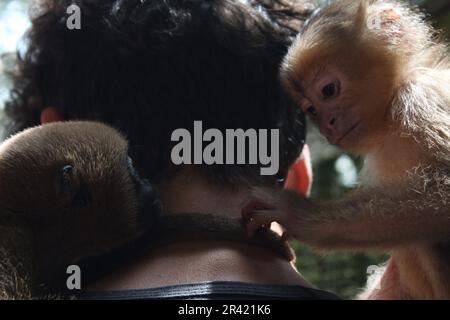 two babies monkeys interacting with a boy Stock Photo - Alamy